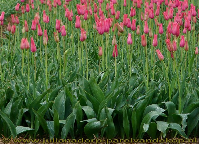Op de Bloembollenvelden van Het Koegras in 2009