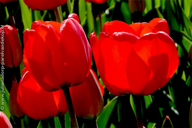 Op de Bloembollenvelden van Het Koegras in 2009